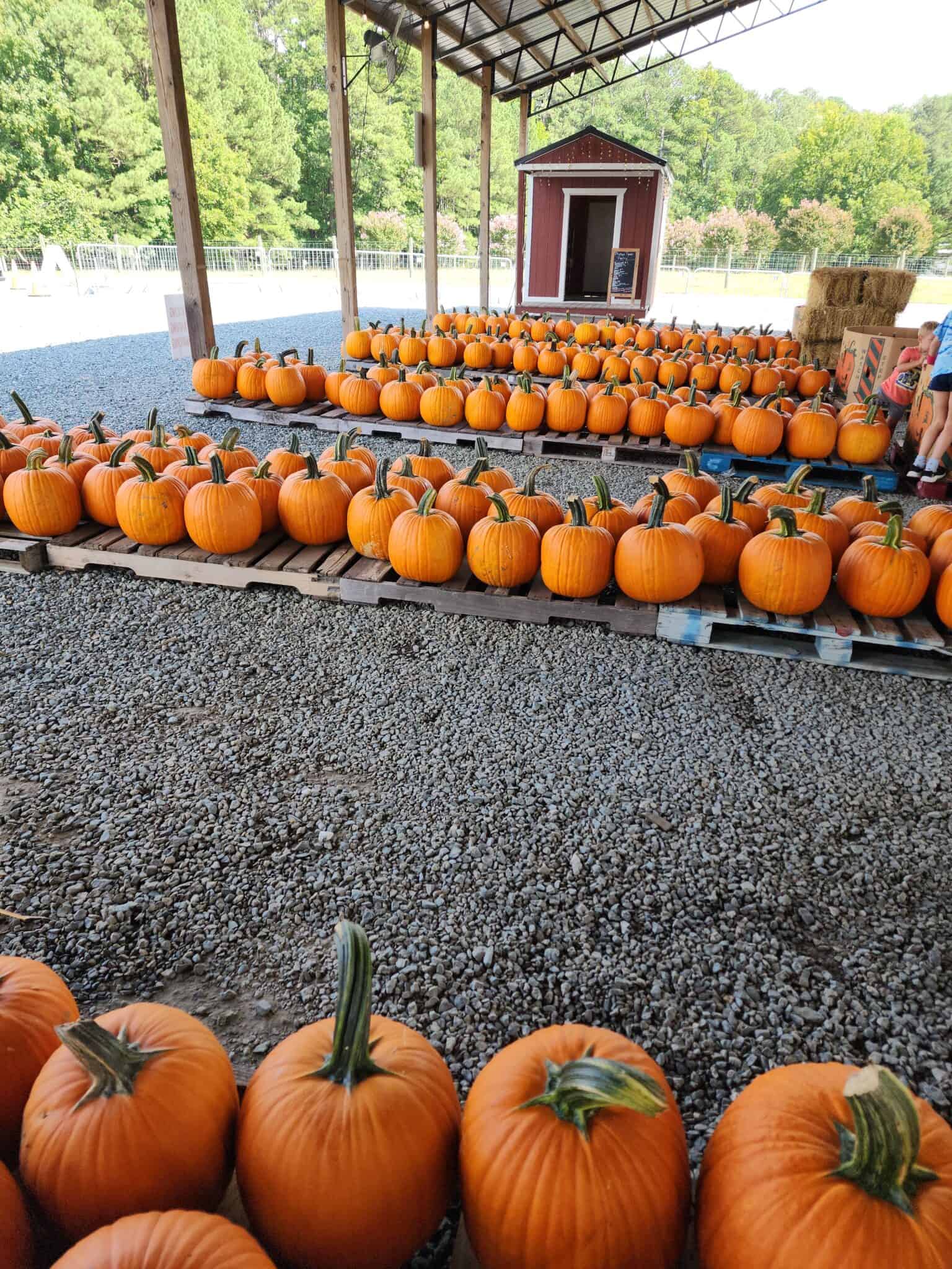 Best Kids Fall Activities in the Triangle: Farms, Festivals, and Fun ...