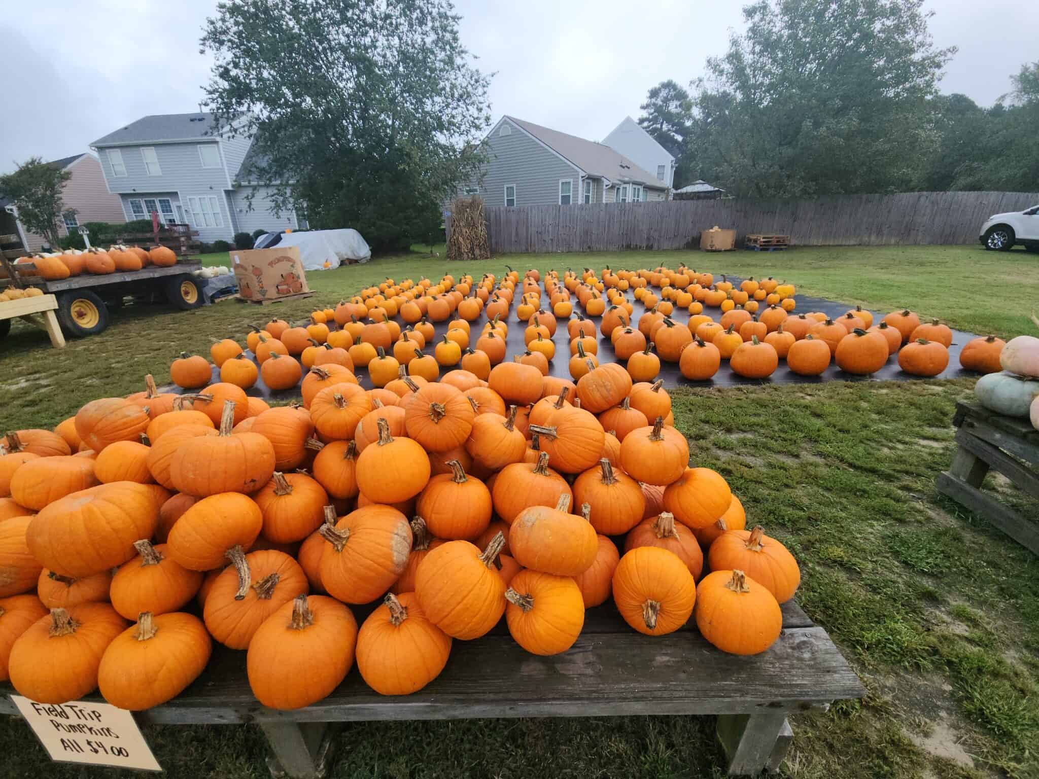 Best Kids Fall Activities in the Triangle: Farms, Festivals, and Fun ...