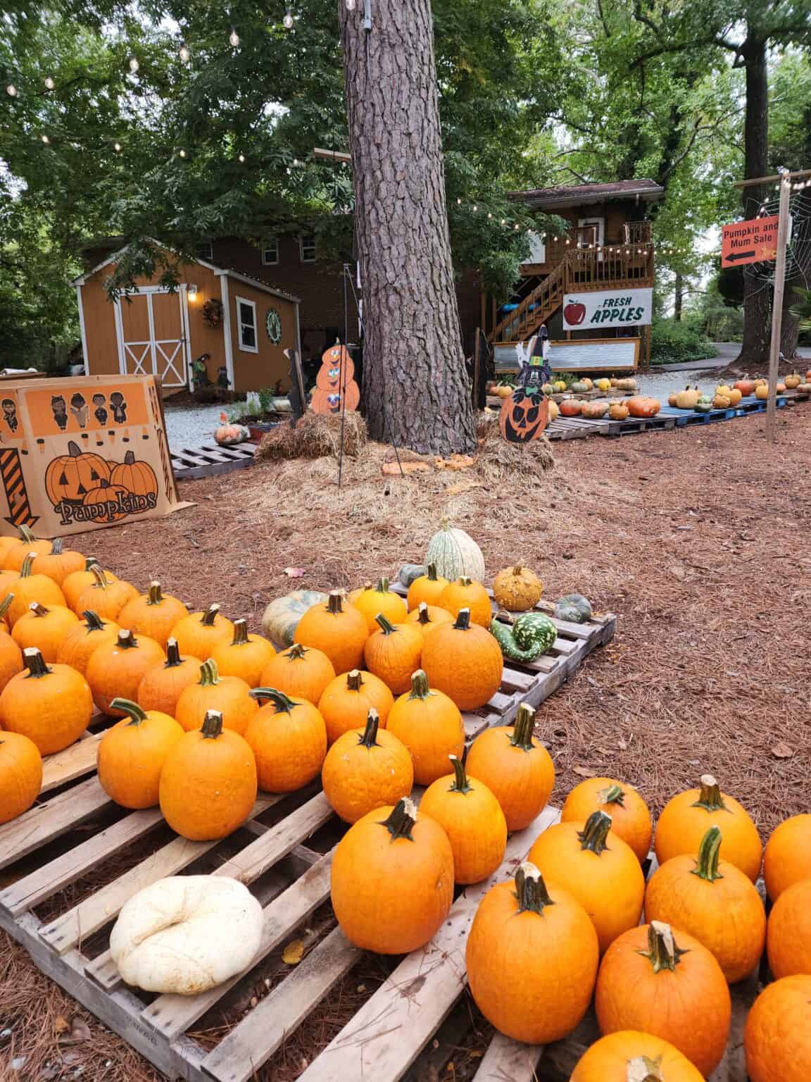 Best Kids Fall Activities in the Triangle: Farms, Festivals, and Fun ...