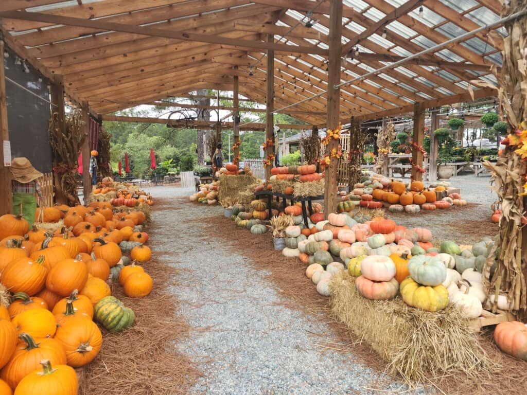 Best Kids Fall Activities in the Triangle: Farms, Festivals, and Fun ...