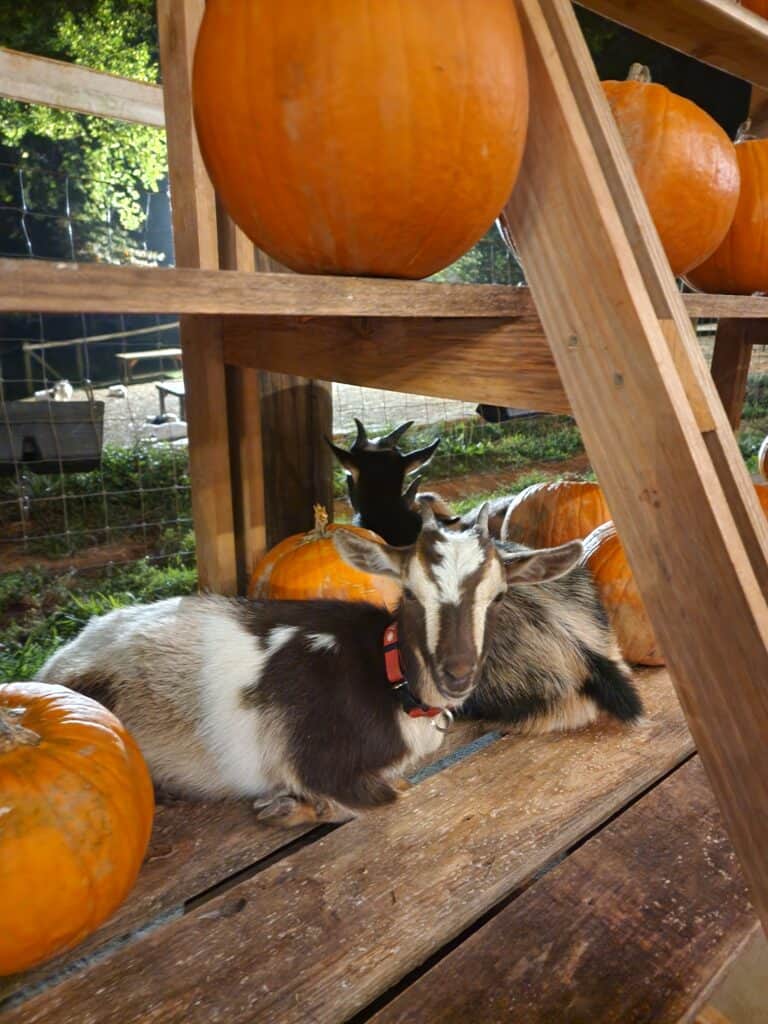 Kid-Friendly Farm Visits & Animal Encounters in the Triangle | Raleigh ...