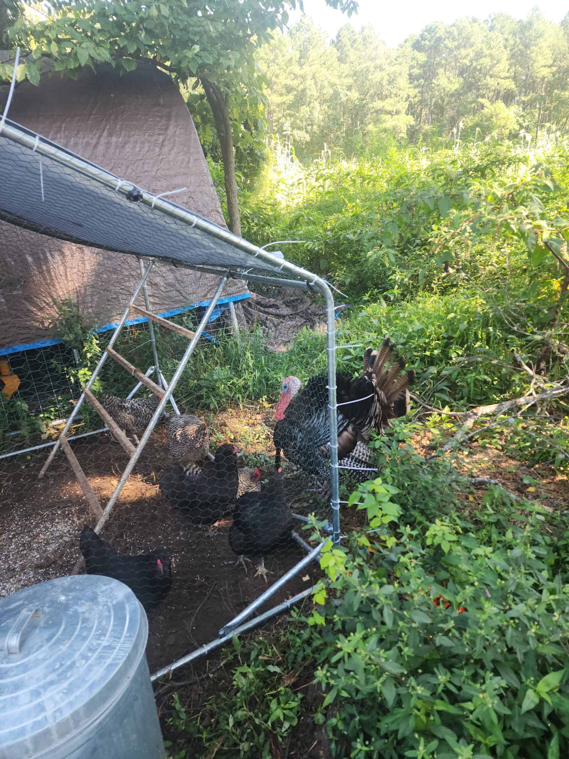 Kid-Friendly Farm Visits & Animal Encounters in the Triangle | Raleigh ...