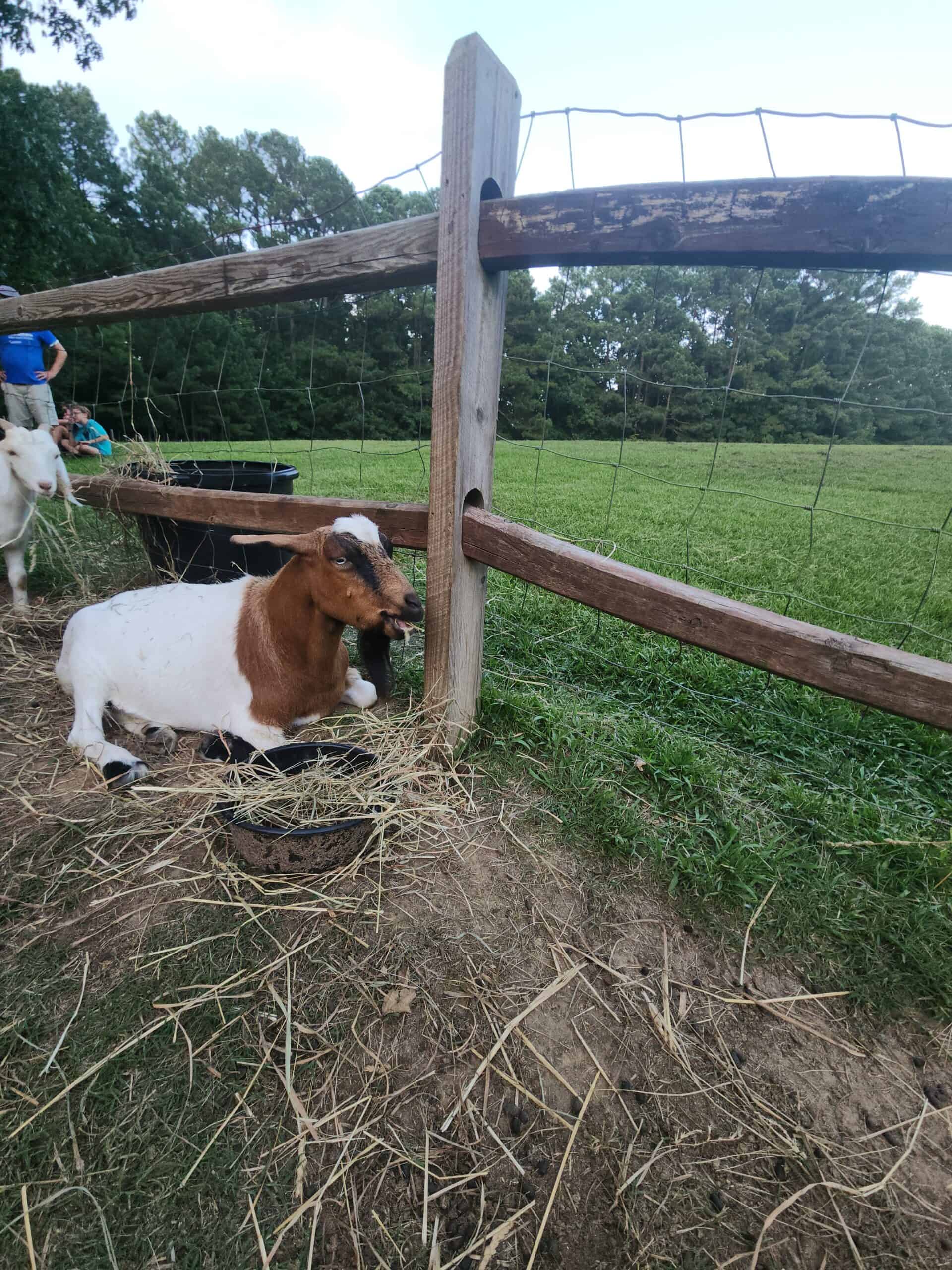 Kid-Friendly Farm Visits & Animal Encounters in the Triangle | Raleigh ...