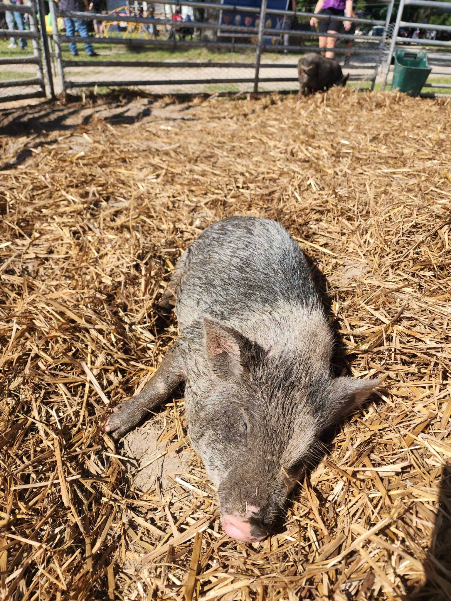 Kid-Friendly Farm Visits & Animal Encounters in the Triangle | Raleigh ...