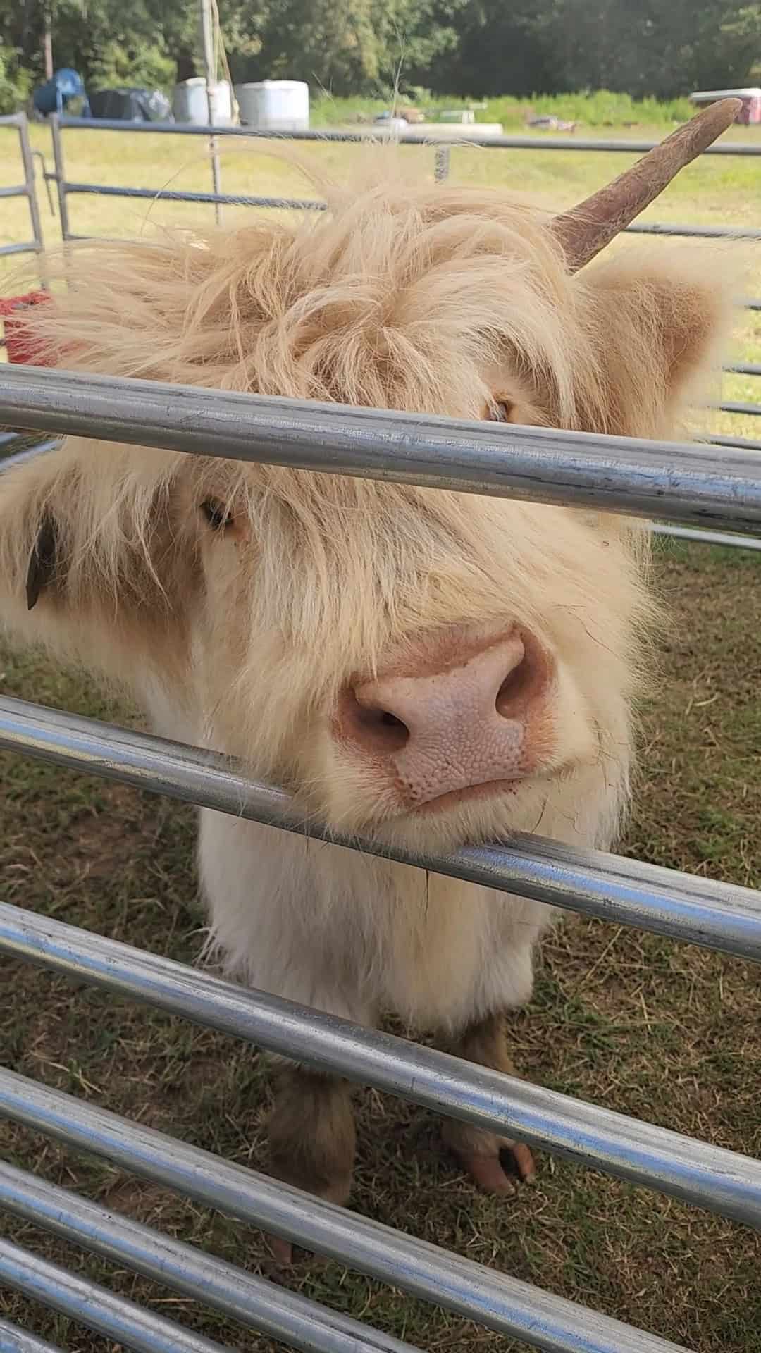 Kid-Friendly Farm Visits & Animal Encounters in the Triangle | Raleigh ...