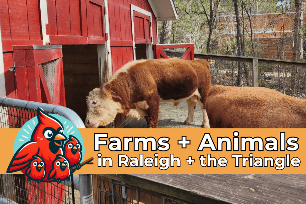 Kid-Friendly Farm Visits & Animal Encounters in the Triangle | Raleigh ...