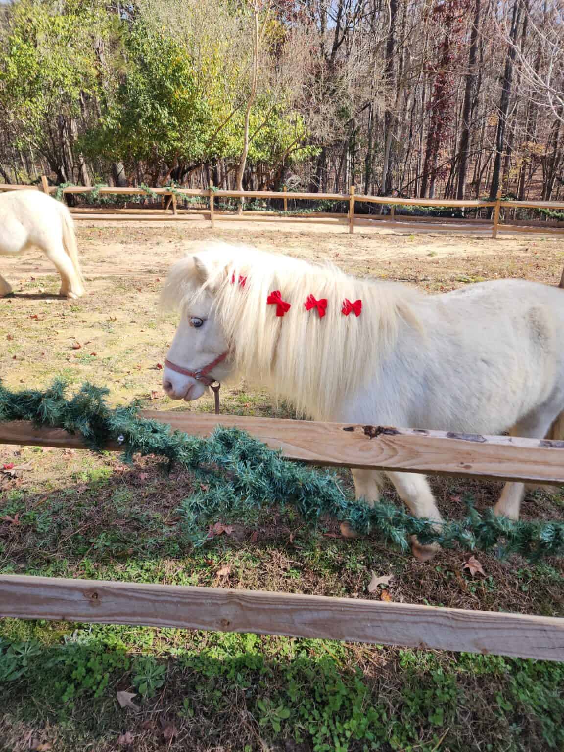 Kid-Friendly Farm Visits & Animal Encounters in the Triangle | Raleigh ...