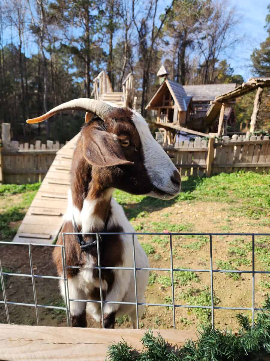 Kid-Friendly Farm Visits & Animal Encounters in the Triangle | Raleigh ...