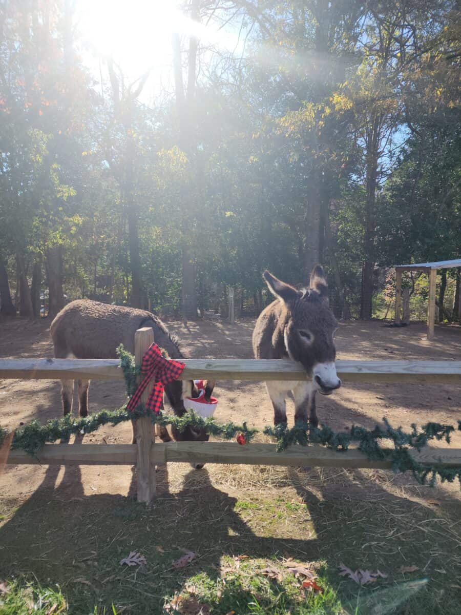 Kid-Friendly Farm Visits & Animal Encounters in the Triangle | Raleigh ...