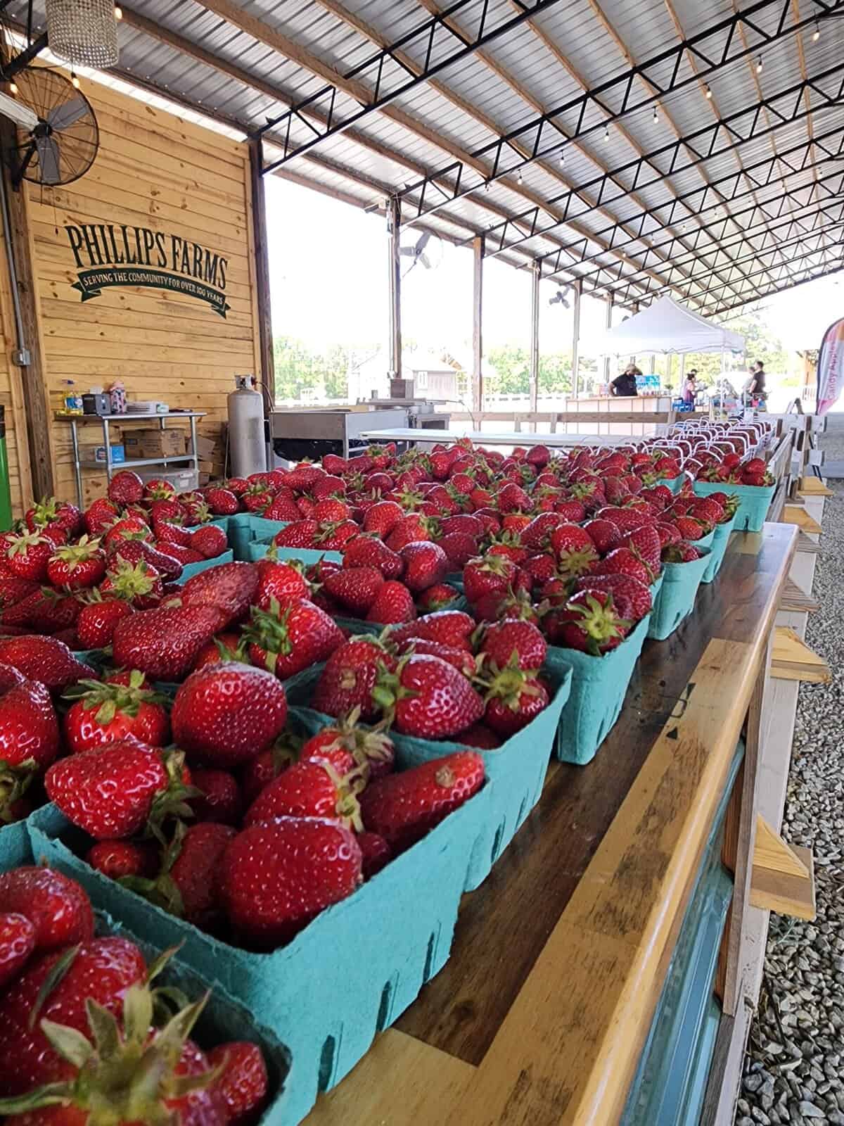 30+ Fun Things to Do in Cary NC With Kids | Raleigh Family Adventure